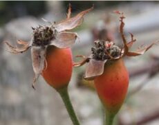 Rose Breeding – Heritage Roses in Australia