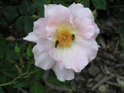 Alister Clark Roses – Heritage Roses in Australia