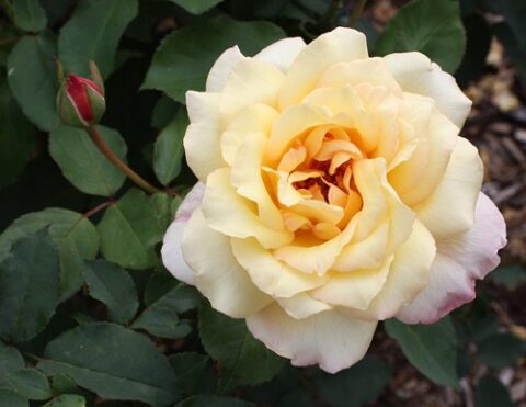 20th Century Australian Bred Roses – Heritage Roses in Australia
