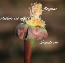 Rose Breeding – Heritage Roses in Australia