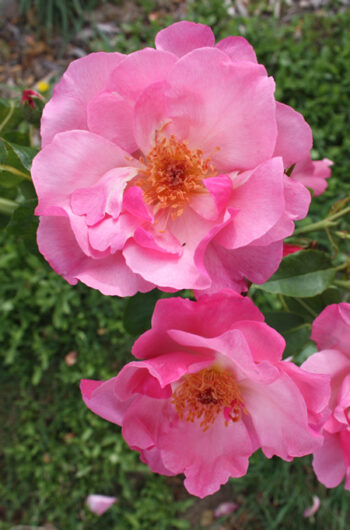 Historic Australian Roses – Heritage Roses in Australia