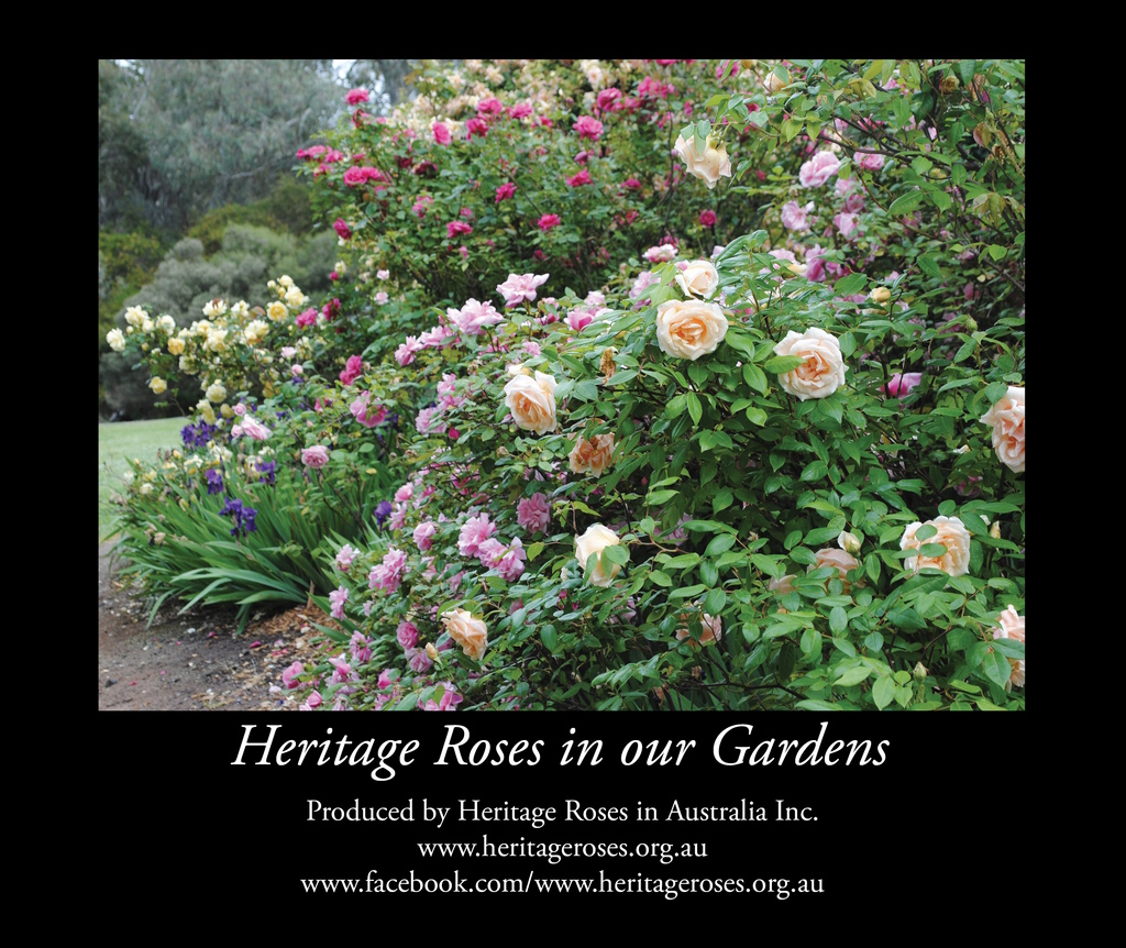 Heritage Roses in Our Gardens | Heritage Roses in Australia
