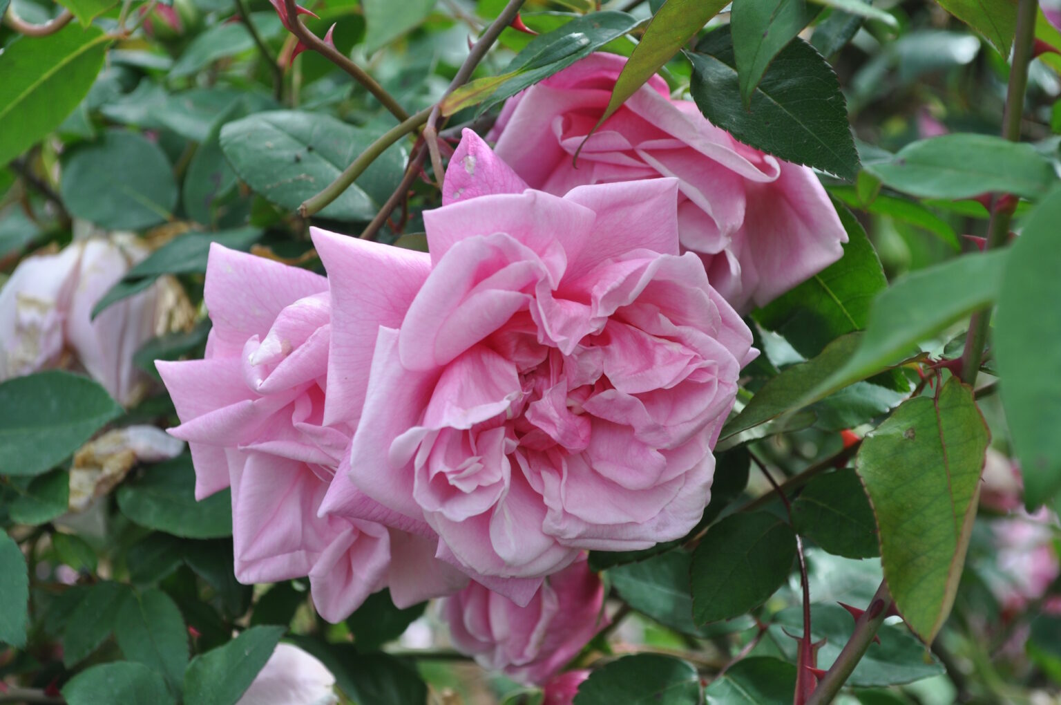 Heritage Roses in Australia Conference 2025 – Heritage Roses in Australia