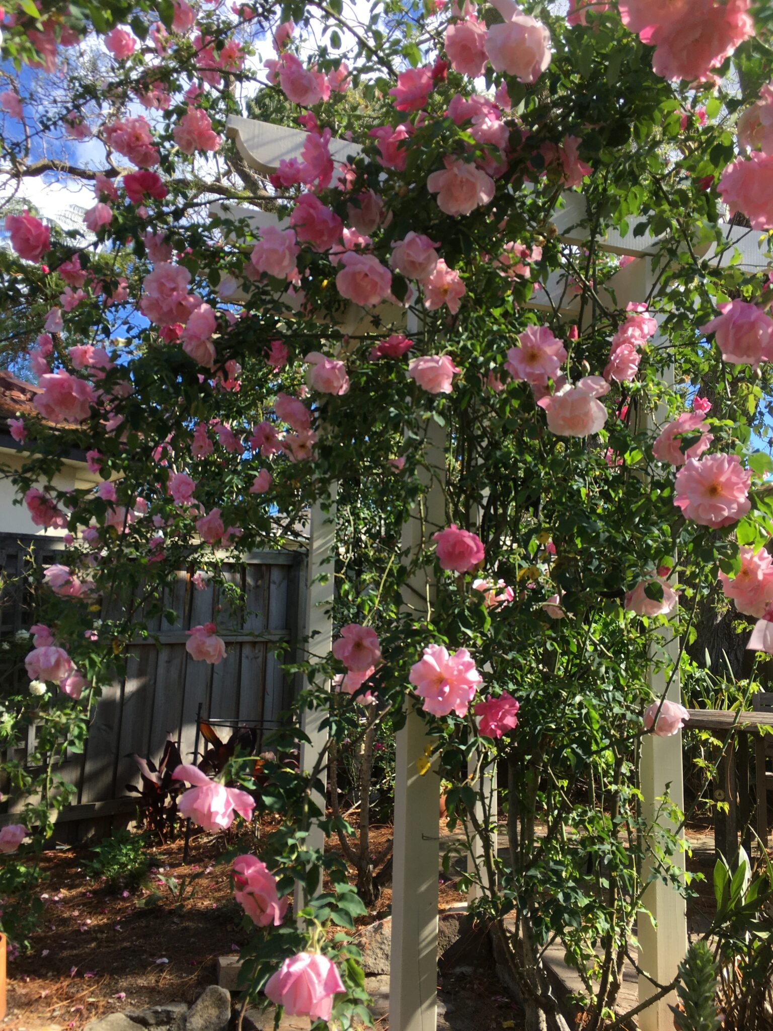 Glennis’ Garden Story – Heritage Roses in Australia