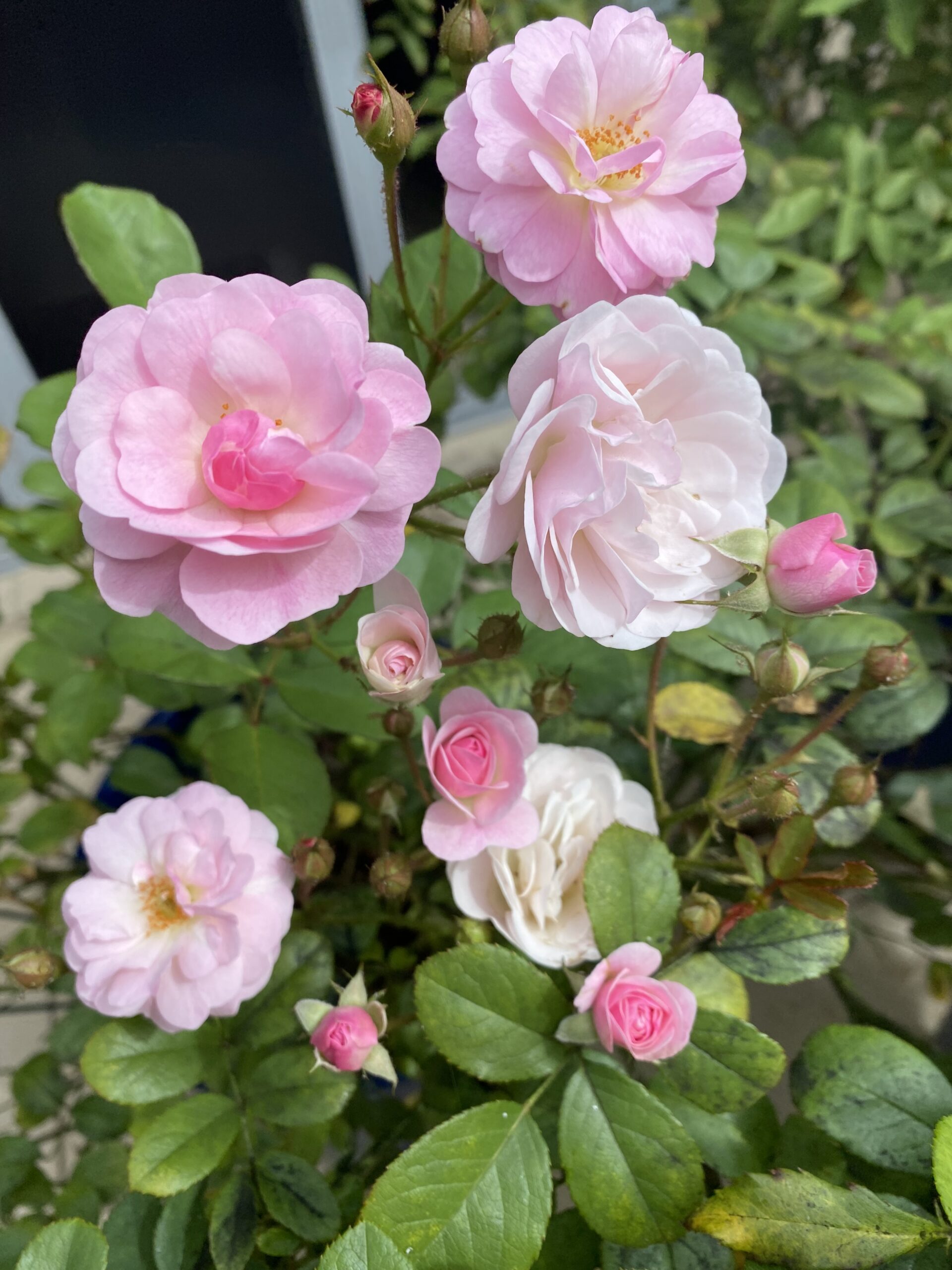 Mrs. R. M. Finch; Polyantha; 1923 – Heritage Roses in Australia