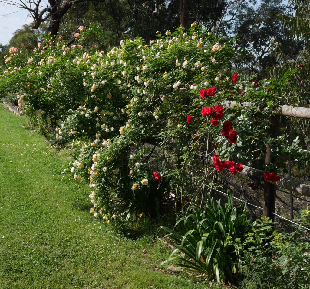 Stephen and Adrienne’s Garden Story – Heritage Roses in Australia