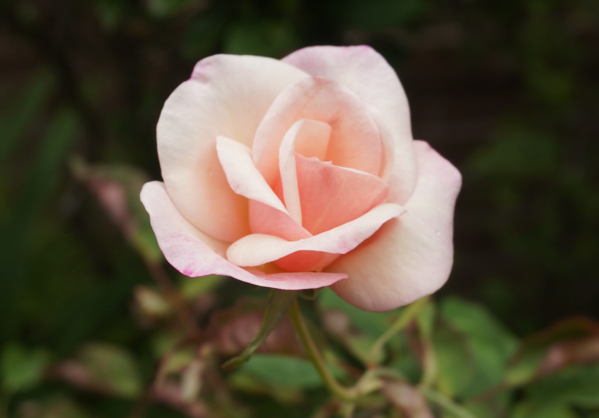 Helen’s Garden Story – Heritage Roses in Australia
